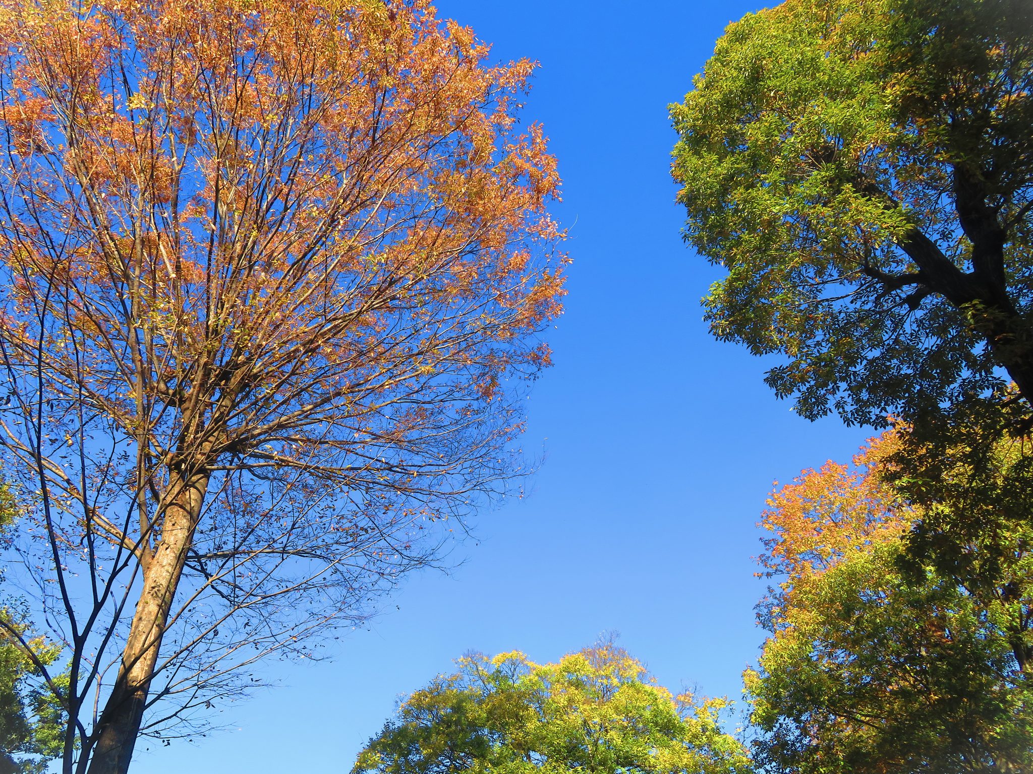 12月の定休日・2025年1月以降の定休日のお知らせ | お葬式・お墓のことならガーデニング霊園のいせや