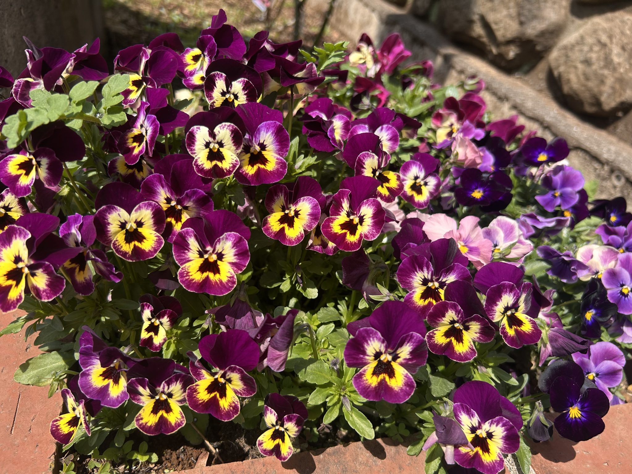 晴天に📷 | お葬式・お墓のことならガーデニング霊園のいせや